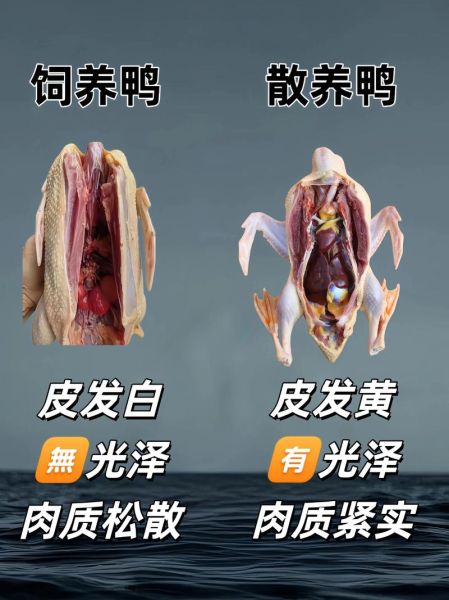 养殖什么不愁销路_新手适合养什么-第2张图片-山城妙识 养殖什么不愁销路_新手适合养什么-第2张图片-山城妙识