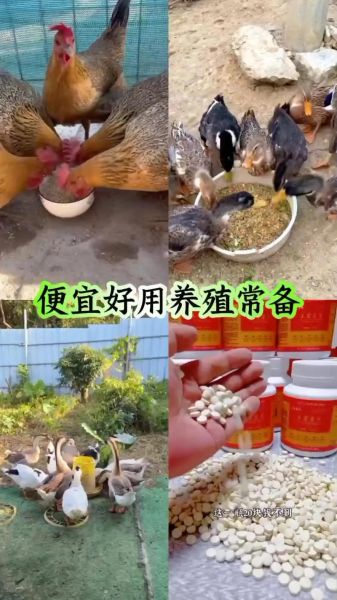 养殖什么不愁销路_新手适合养什么-第1张图片-山城妙识 养殖什么不愁销路_新手适合养什么-第1张图片-山城妙识