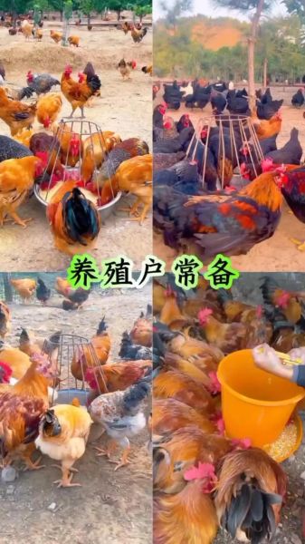 养殖什么不愁销路_新手适合养什么-第3张图片-山城妙识 养殖什么不愁销路_新手适合养什么-第3张图片-山城妙识