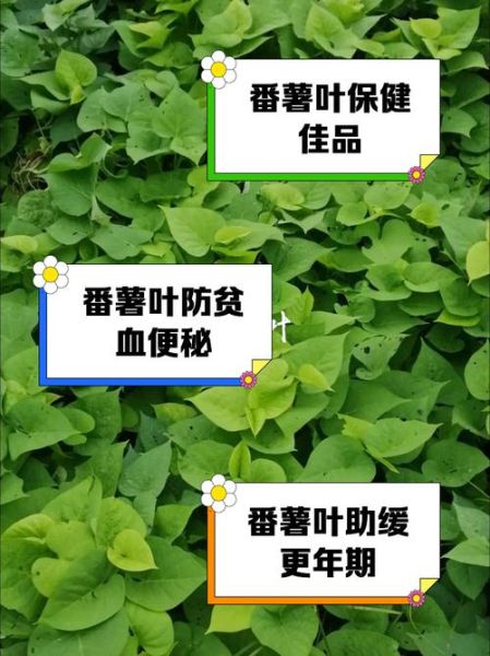 红薯叶晒干泡水有什么功效_红薯叶晒干泡水能减肥吗-第1张图片-山城妙识