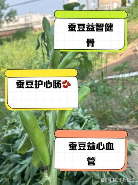 蚕豆的功效与作用_蚕豆的禁忌人群-第2张图片-山城妙识