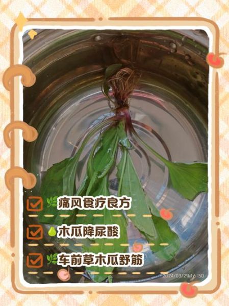 车前草泡水喝治什么病_车前草的功效与作用-第1张图片-山城妙识 车前草泡水喝治什么病_车前草的功效与作用-第1张图片-山城妙识