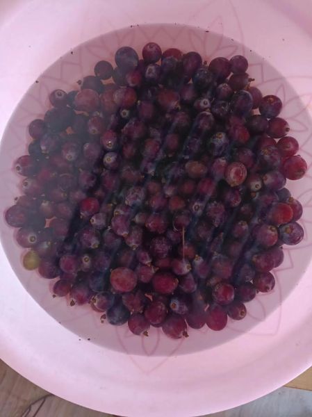 自酿葡萄酒的做法_家庭自酿葡萄酒视频教程-第3张图片-山城妙识 自酿葡萄酒的做法_家庭自酿葡萄酒视频教程-第3张图片-山城妙识