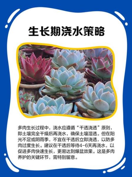 多肉植物怎么养_多肉植物多久浇一次水-第2张图片-山城妙识 多肉植物怎么养_多肉植物多久浇一次水-第2张图片-山城妙识