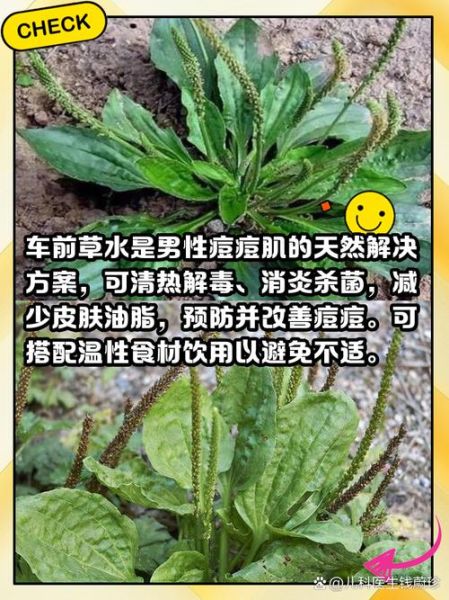 车前草泡水喝治什么病_车前草的功效与作用-第3张图片-山城妙识 车前草泡水喝治什么病_车前草的功效与作用-第3张图片-山城妙识