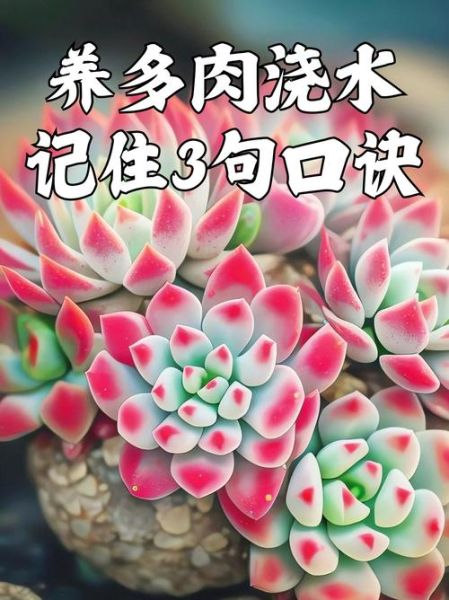 多肉植物怎么养_多肉植物多久浇一次水-第3张图片-山城妙识 多肉植物怎么养_多肉植物多久浇一次水-第3张图片-山城妙识