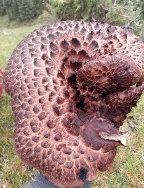 虎掌菌怎么做好吃_虎掌菌炖汤还是爆炒更香-第1张图片-山城妙识 虎掌菌怎么做好吃_虎掌菌炖汤还是爆炒更香-第1张图片-山城妙识