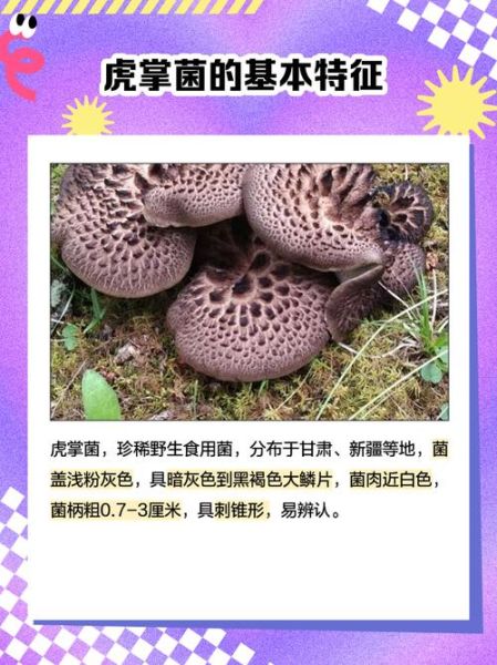 虎掌菌怎么做好吃_虎掌菌炖汤还是爆炒更香-第2张图片-山城妙识 虎掌菌怎么做好吃_虎掌菌炖汤还是爆炒更香-第2张图片-山城妙识