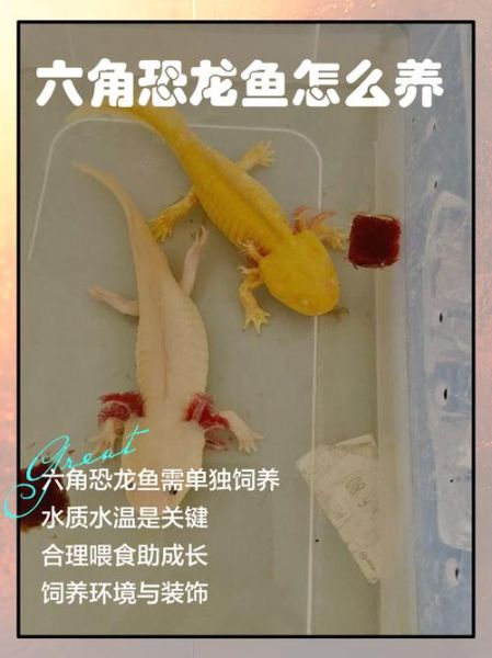 六角龙鱼怎么养_六角龙鱼水温多少合适-第1张图片-山城妙识