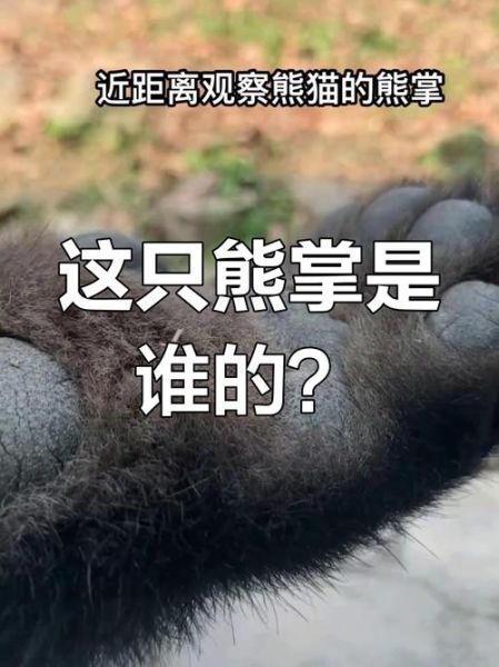 熊掌互娱是什么_熊掌互娱靠谱吗-第1张图片-山城妙识 熊掌互娱是什么_熊掌互娱靠谱吗-第1张图片-山城妙识