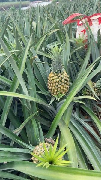 菠萝手机官网正品在哪买_菠萝手机售后怎么样-第1张图片-山城妙识