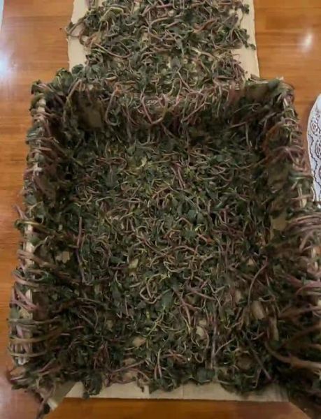 蚂蚱菜图片功效与作用_蚂蚱菜怎么吃最好-第1张图片-山城妙识 蚂蚱菜图片功效与作用_蚂蚱菜怎么吃最好-第1张图片-山城妙识