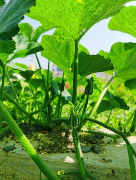 南瓜图片怎么拍好看_南瓜图片拍摄技巧-第3张图片-山城妙识