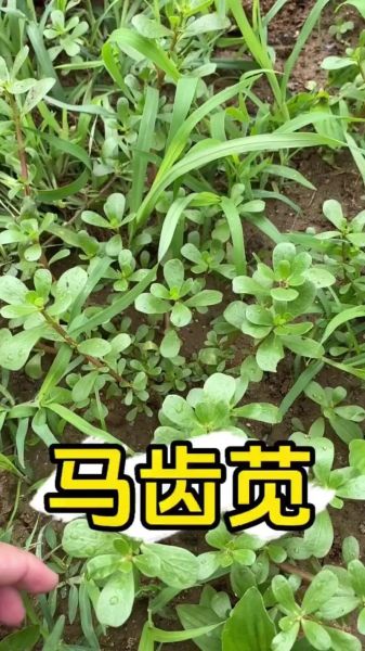 蚂蚱菜图片功效与作用_蚂蚱菜怎么吃最好-第2张图片-山城妙识 蚂蚱菜图片功效与作用_蚂蚱菜怎么吃最好-第2张图片-山城妙识