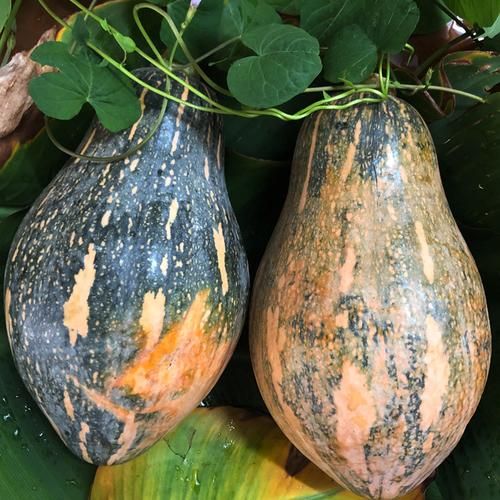 南瓜图片怎么拍好看_南瓜图片拍摄技巧-第2张图片-山城妙识