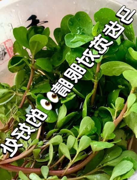 马齿苋禁忌致命_马齿苋中毒怎么办-第2张图片-山城妙识