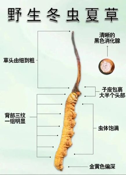 北虫草的功效与作用_北虫草和冬虫夏草的区别-第2张图片-山城妙识 北虫草的功效与作用_北虫草和冬虫夏草的区别-第2张图片-山城妙识