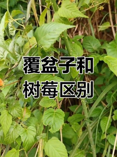 山莓和覆盆子怎么区分_山莓和覆盆子图片对比-第3张图片-山城妙识