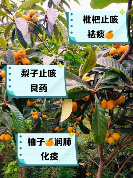 什么水果去火止咳_嗓子干痒吃什么水果好-第3张图片-山城妙识