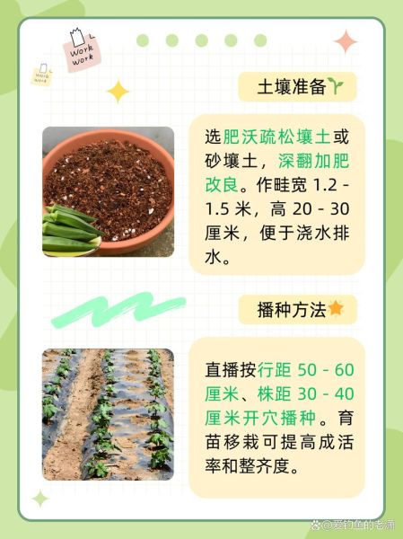 黄秋葵什么时候种_黄秋葵种植管理方法-第2张图片-山城妙识