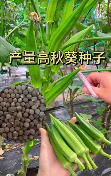 黄秋葵什么时候种_黄秋葵种植管理方法-第1张图片-山城妙识