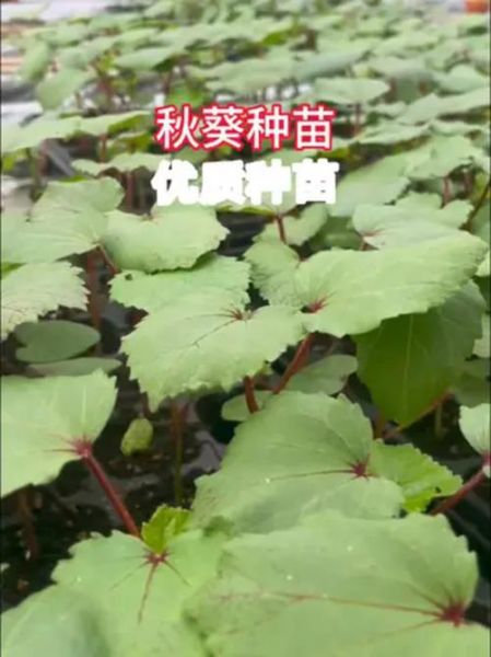 黄秋葵什么时候种_黄秋葵种植管理方法-第3张图片-山城妙识