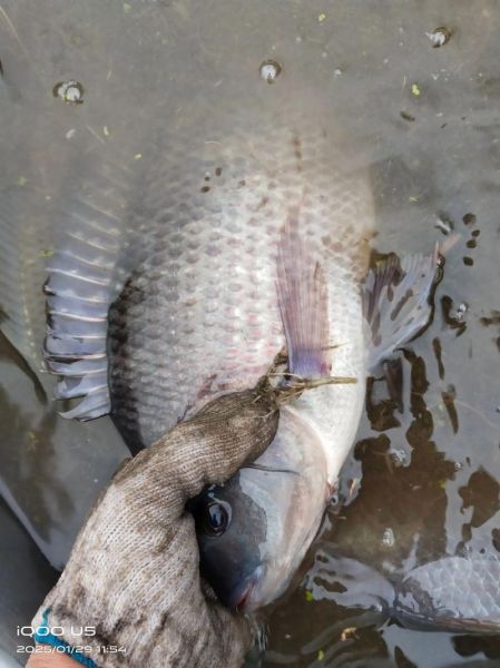 稻花鱼多少钱一斤_稻花鱼价格行情-第2张图片-山城妙识