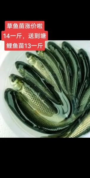 稻花鱼多少钱一斤_稻花鱼价格行情-第1张图片-山城妙识
