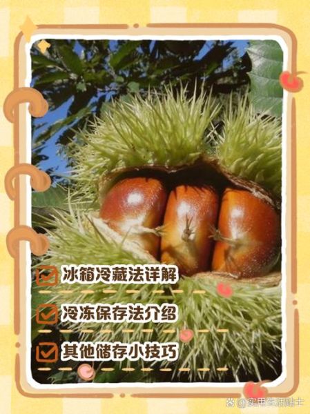 生板栗放冰箱能放多久_生板栗冷藏还是冷冻好-第1张图片-山城妙识