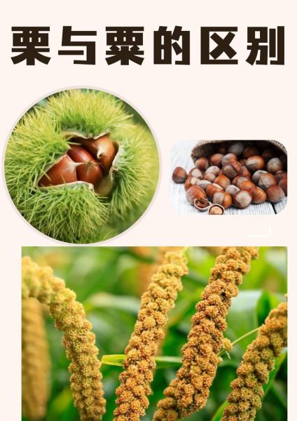 粟子和栗子的区别_哪个是板栗-第1张图片-山城妙识