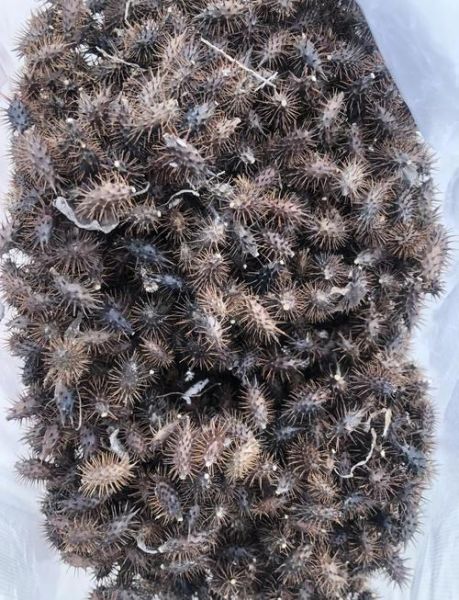 苍耳子能治鼻炎吗_苍耳子怎么泡水喝-第1张图片-山城妙识