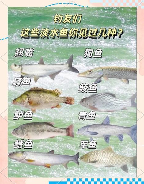 麻鲢鱼图片怎么区分_麻鲢鱼和白鲢鱼区别-第3张图片-山城妙识