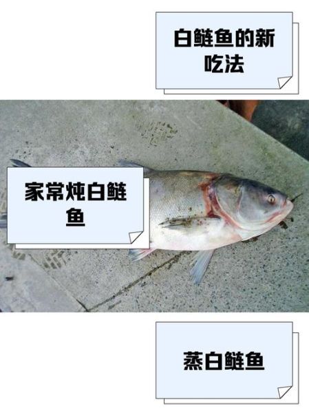 麻鲢鱼图片怎么区分_麻鲢鱼和白鲢鱼区别-第2张图片-山城妙识