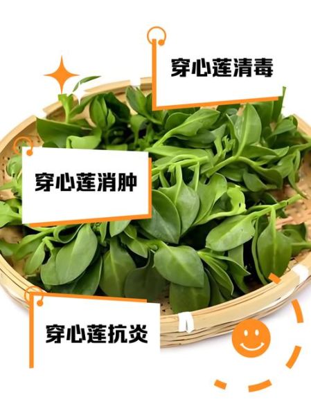 穿心莲哪些人不能吃_孕妇能吃穿心莲吗-第1张图片-山城妙识 穿心莲哪些人不能吃_孕妇能吃穿心莲吗-第1张图片-山城妙识