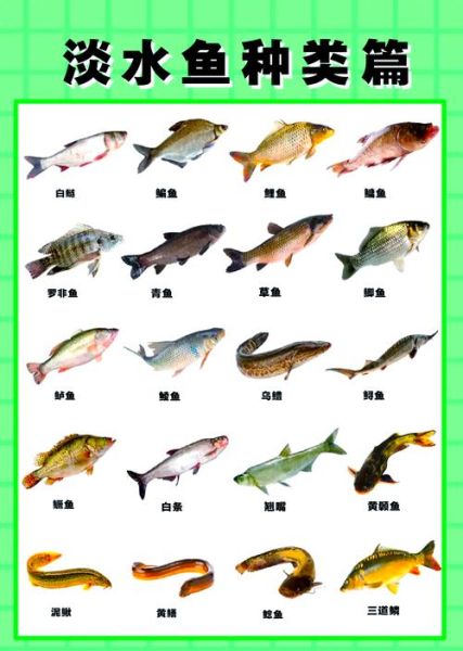 淡水鱼种类大全图片_如何区分常见淡水鱼-第2张图片-山城妙识