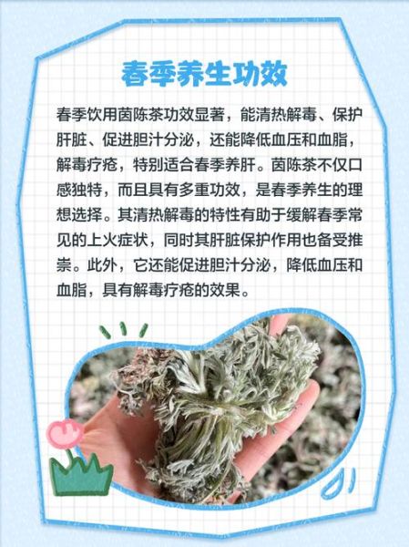 茵陈的功效与作用_茵陈泡水喝有什么禁忌-第3张图片-山城妙识 茵陈的功效与作用_茵陈泡水喝有什么禁忌-第3张图片-山城妙识
