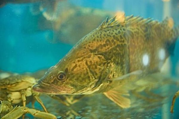 鳜鱼最适水温是多少_鳜鱼低温不开口怎么办-第1张图片-山城妙识