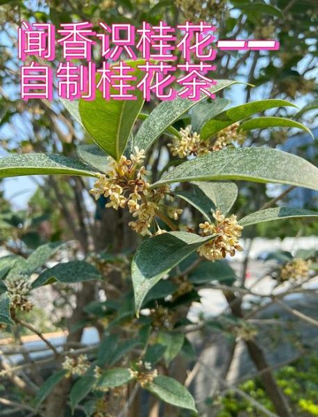 现摘桂花怎么做桂花茶_桂花茶家庭制作步骤-第3张图片-山城妙识