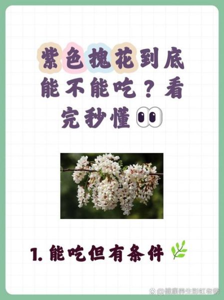 紫槐花图片做法大全_紫槐花怎么吃最好-第1张图片-山城妙识 紫槐花图片做法大全_紫槐花怎么吃最好-第1张图片-山城妙识