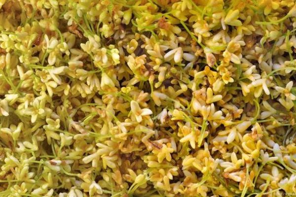 紫槐花图片做法大全_紫槐花怎么吃最好-第3张图片-山城妙识 紫槐花图片做法大全_紫槐花怎么吃最好-第3张图片-山城妙识