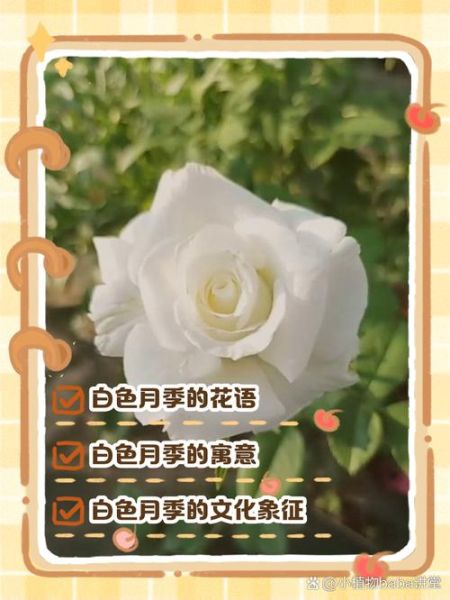 月季花语是什么_月季寓意有哪些-第1张图片-山城妙识