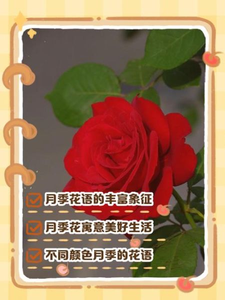月季花语是什么_月季寓意有哪些-第2张图片-山城妙识
