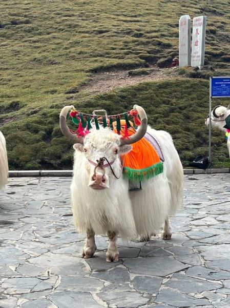 牦牛图片_如何辨别纯种牦牛-第1张图片-山城妙识