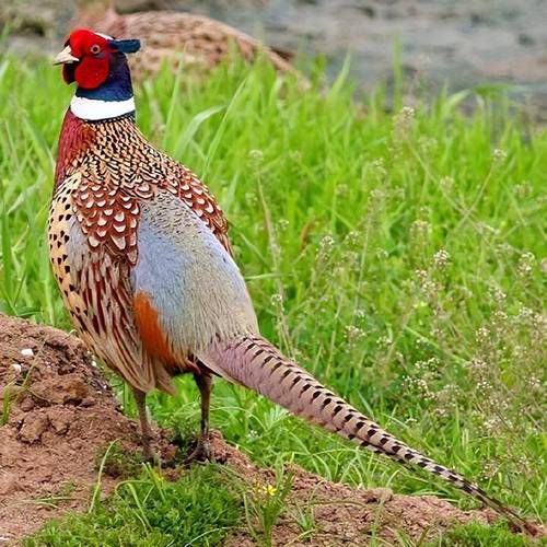 野鸡叫声下载_野鸡叫声mp3免费获取方法-第1张图片-山城妙识