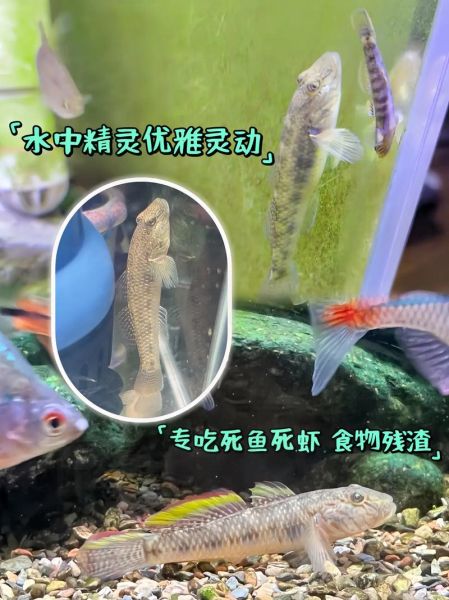 虾虎鱼能和枪虾一起养吗_虾虎鱼枪虾共生原理-第1张图片-山城妙识 虾虎鱼能和枪虾一起养吗_虾虎鱼枪虾共生原理-第1张图片-山城妙识