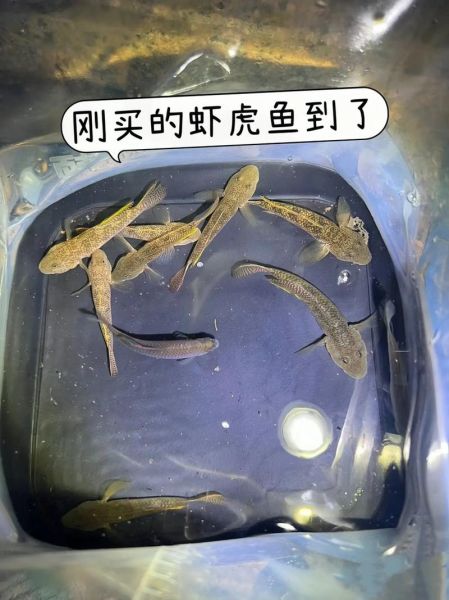 虾虎鱼能和枪虾一起养吗_虾虎鱼枪虾共生原理-第2张图片-山城妙识 虾虎鱼能和枪虾一起养吗_虾虎鱼枪虾共生原理-第2张图片-山城妙识