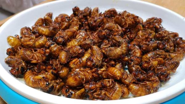 油炸知了猴多少钱一盘_哪里买得到-第2张图片-山城妙识 油炸知了猴多少钱一盘_哪里买得到-第2张图片-山城妙识
