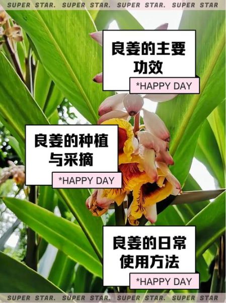 良姜调料的功效与作用_良姜和生姜的区别-第3张图片-山城妙识