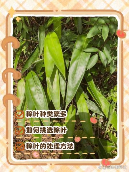 粽叶有什么功效_粽叶的功效与作用-第2张图片-山城妙识 粽叶有什么功效_粽叶的功效与作用-第2张图片-山城妙识