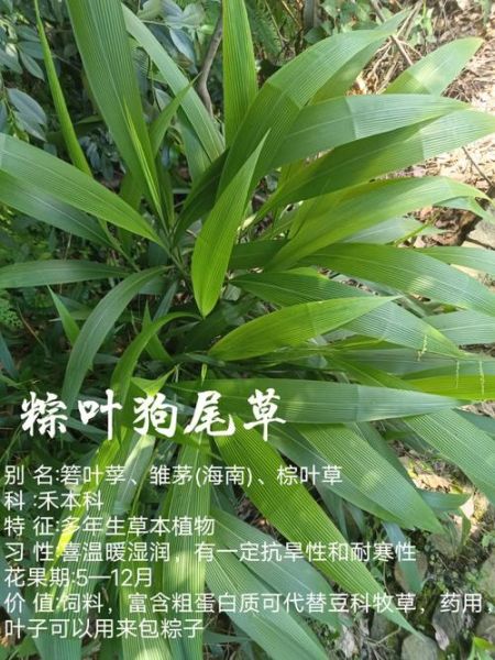 粽叶有什么功效_粽叶的功效与作用-第3张图片-山城妙识 粽叶有什么功效_粽叶的功效与作用-第3张图片-山城妙识